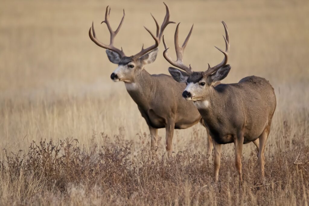 50 Crucial Pros and Cons of Hunting | Luxwisp