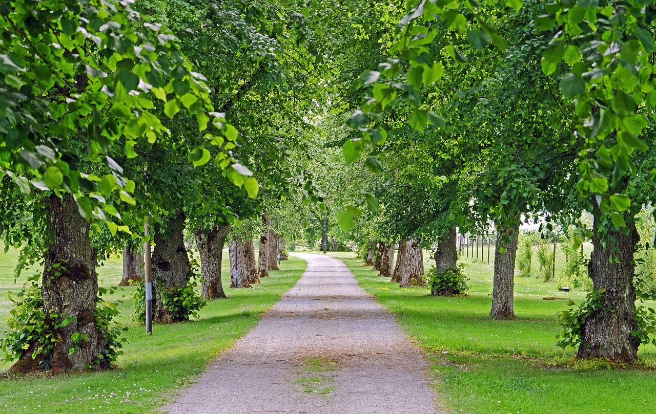 9 Pros and Cons of Linden Trees | Luxwisp